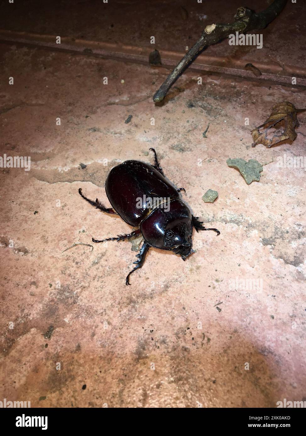 Strategus hi-res stock photography and images - Alamy