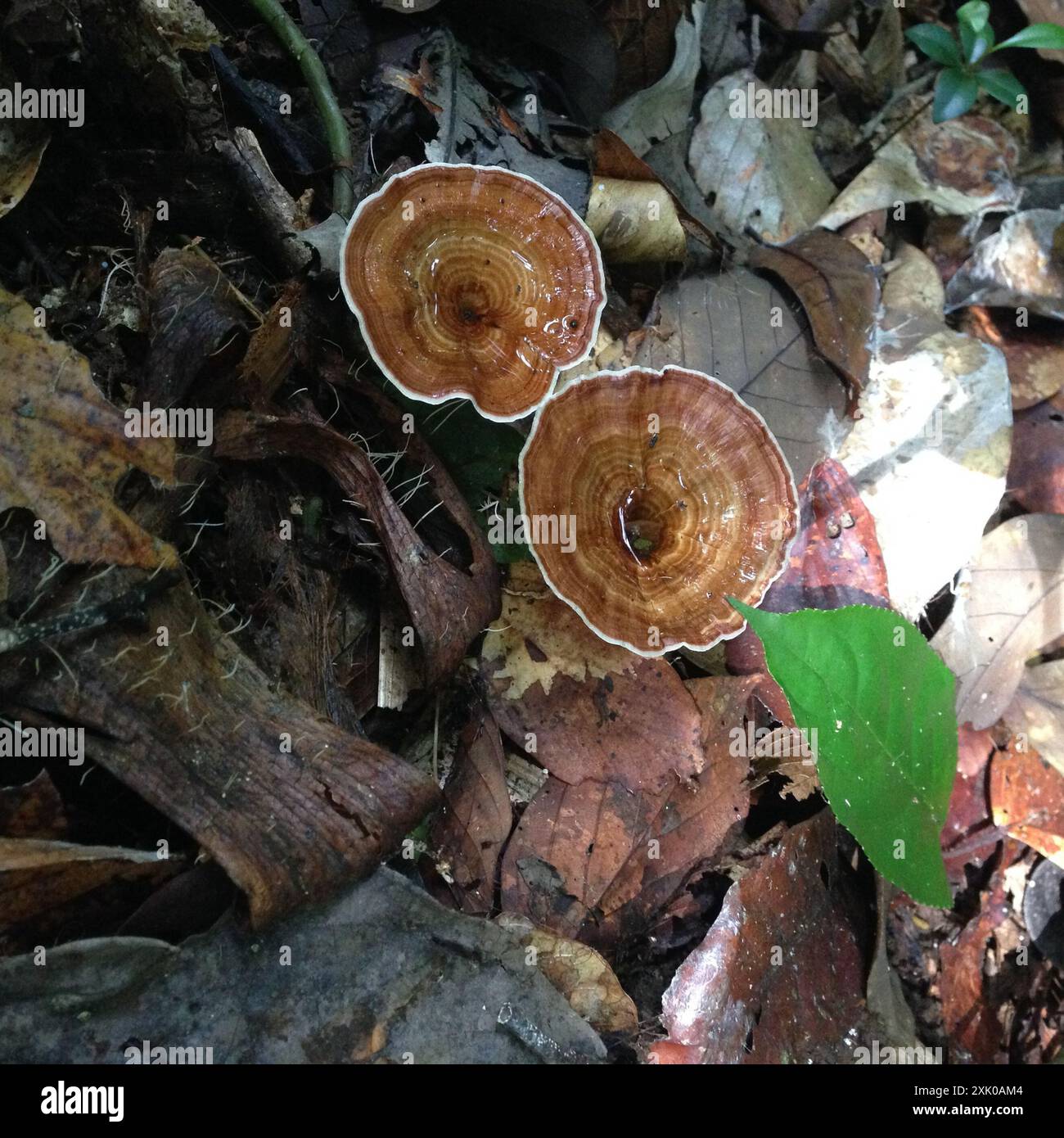 yellow stemmed micropore (Microporus xanthopus) Fungi Stock Photo - Alamy