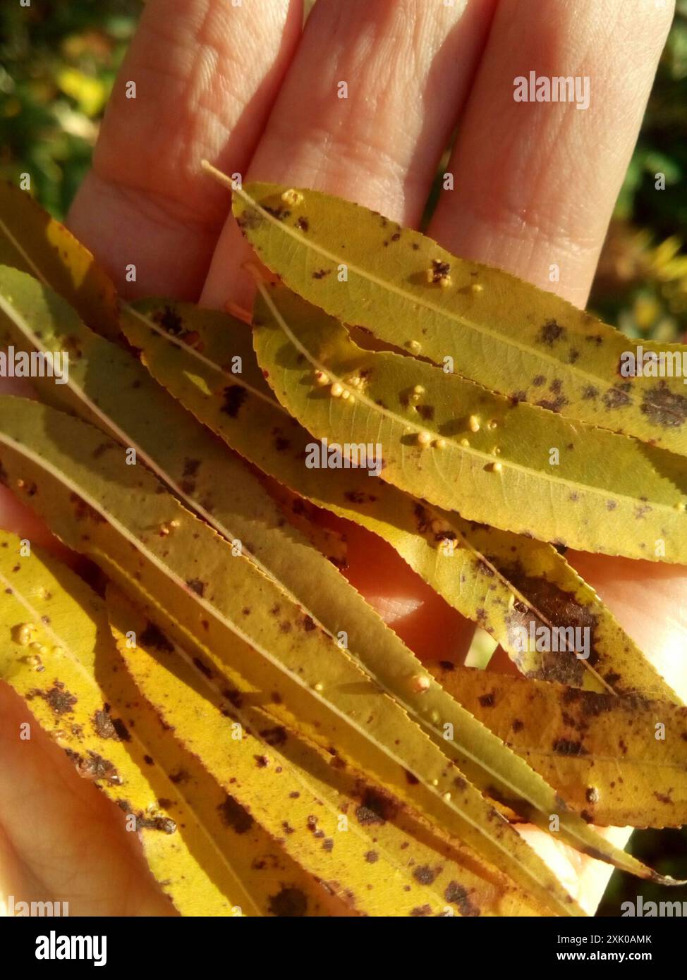 Willow Bead Gall Mite (Aculus tetanothrix) Arachnida Stock Photo - Alamy