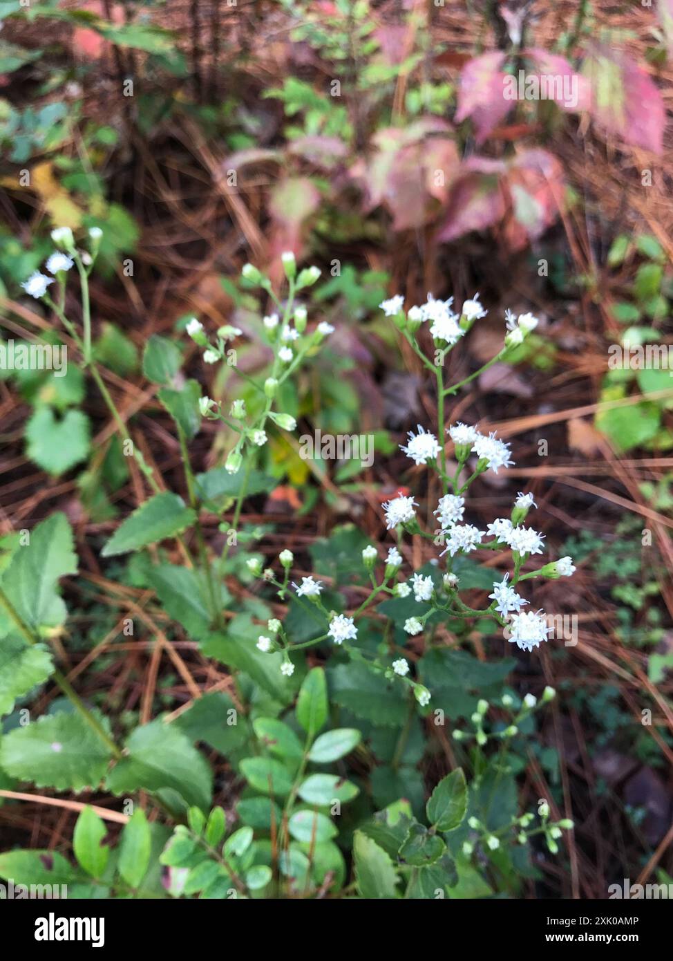 smaller white snakeroot (Ageratina aromatica) Plantae Stock Photo - Alamy