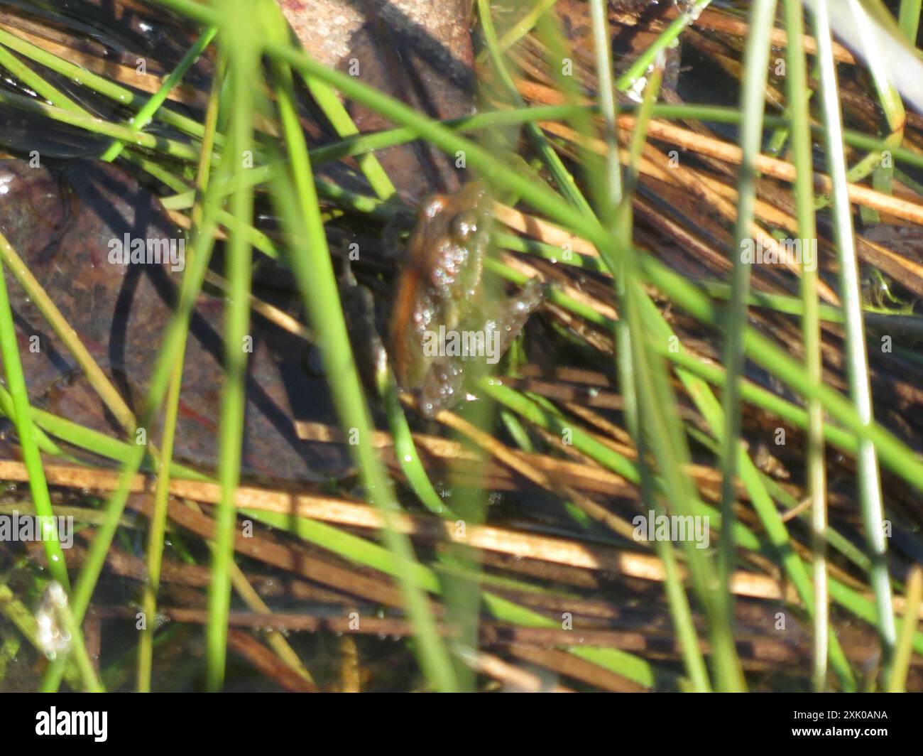 Southern Cricket Frog (Acris gryllus) Amphibia Stock Photo - Alamy