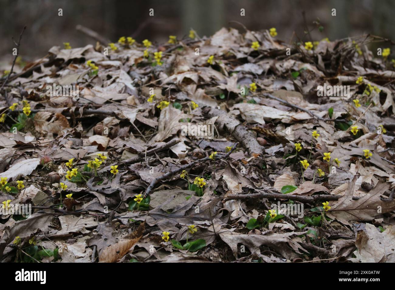 Round-leaved Violet (Viola rotundifolia) Plantae Stock Photo - Alamy