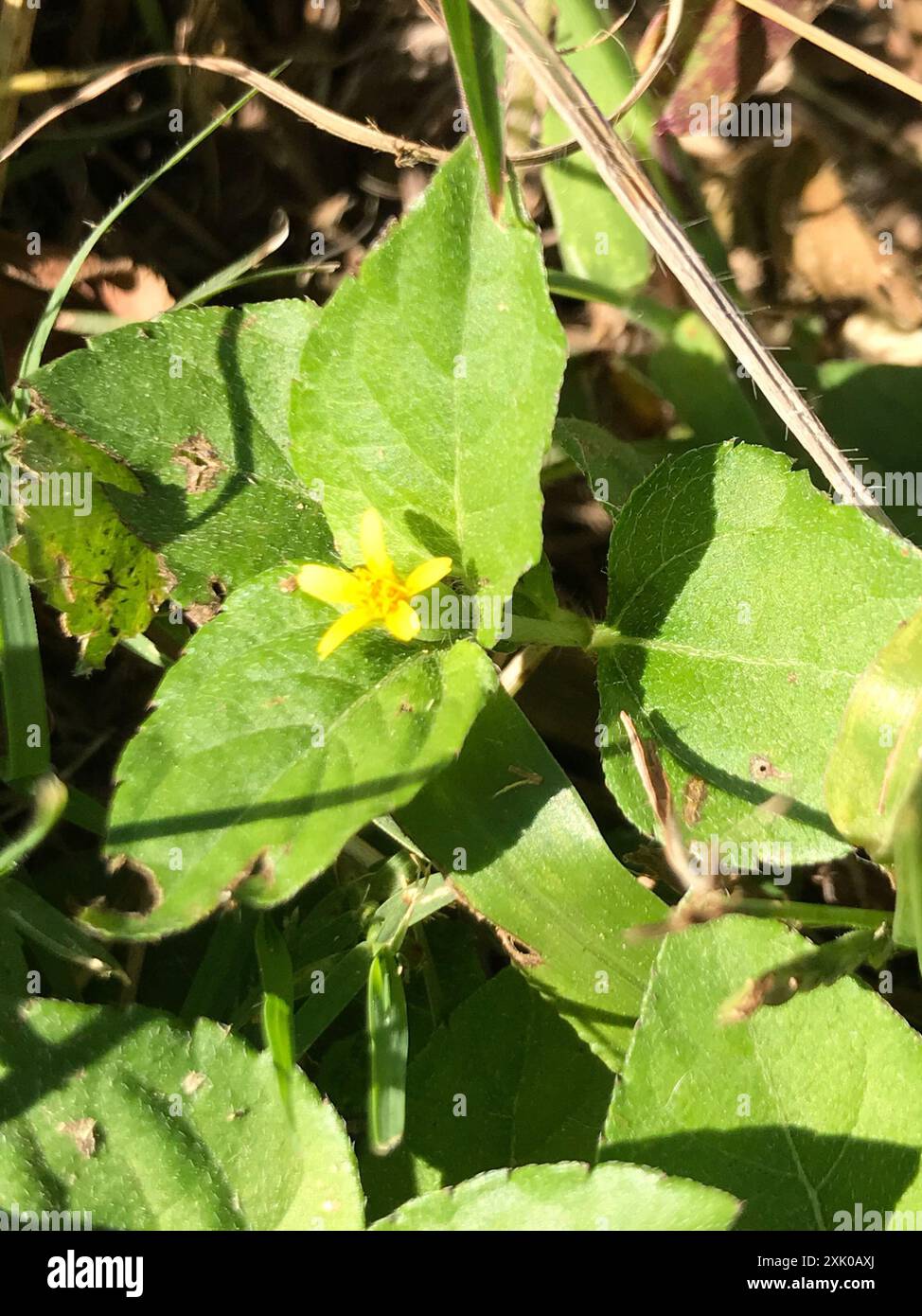 straggler daisy (Calyptocarpus vialis) Plantae Stock Photo - Alamy