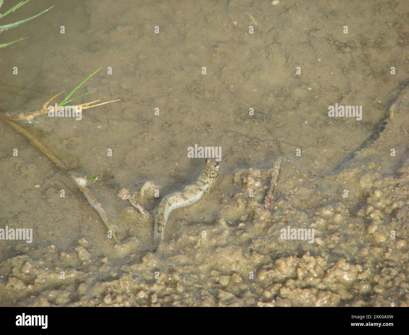 Atlantic Mudskipper (Periophthalmus barbarus) Actinopterygii Stock ...