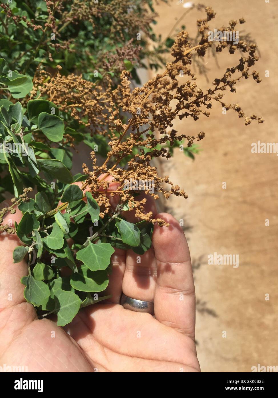 Chenopodium oahuense hi-res stock photography and images - Alamy