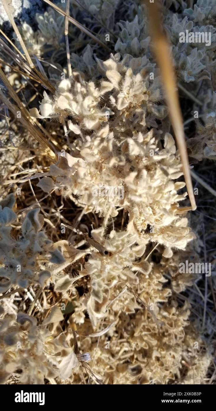 turkey mullein (Croton setiger) Plantae Stock Photo - Alamy