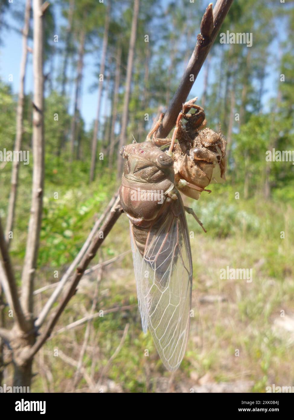 Typical Cicadas (Cicadidae) Insecta Stock Photo - Alamy