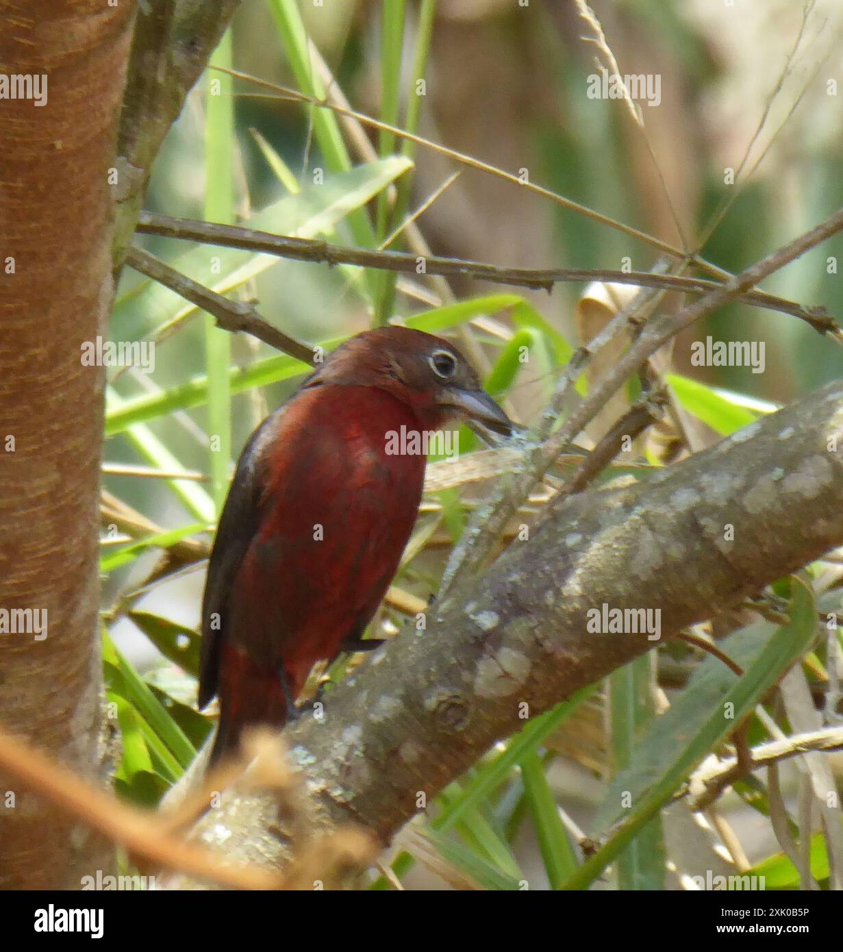 Red-crested Finch (Coryphospingus cucullatus) Aves Stock Photo - Alamy