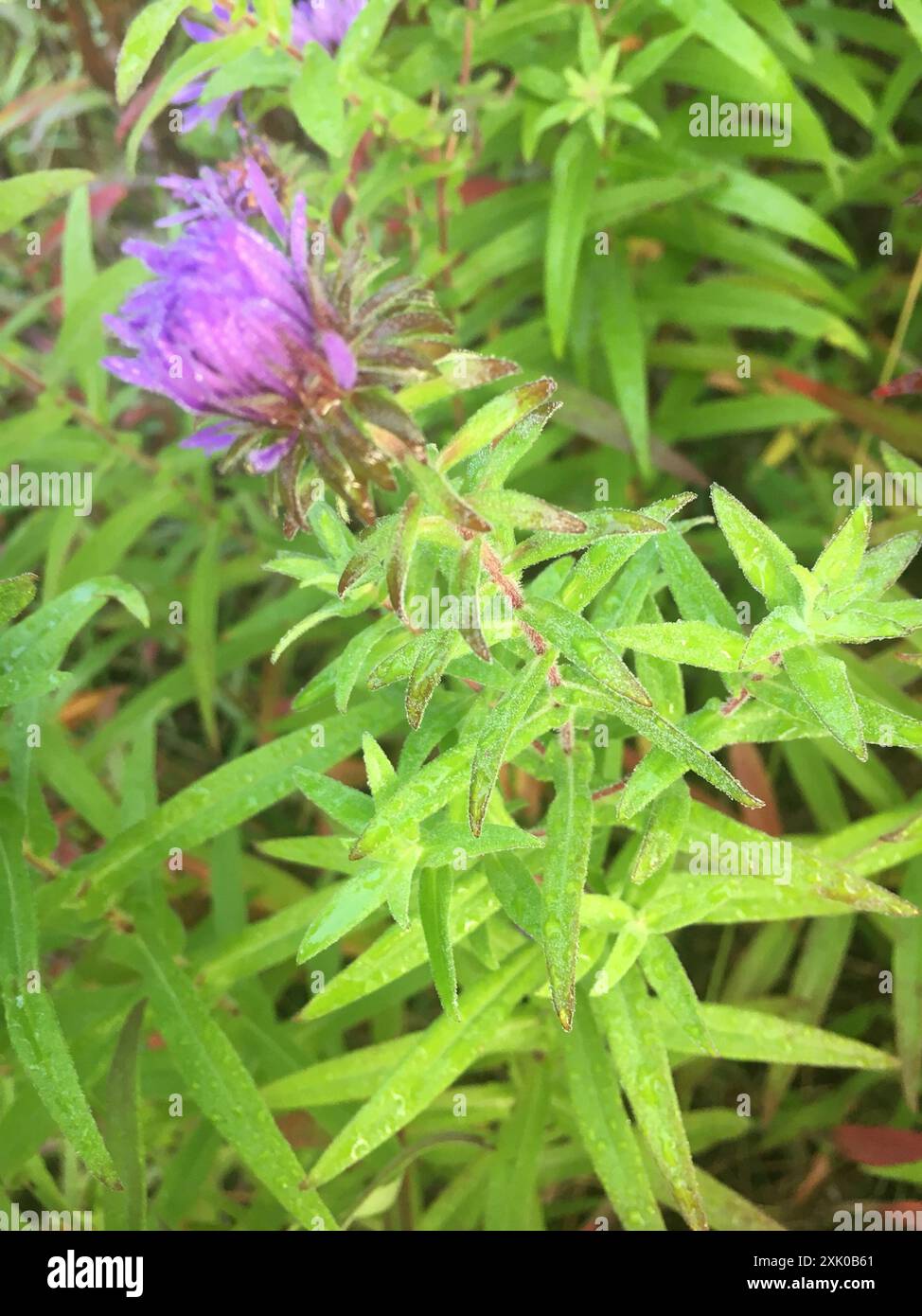 New England aster (Symphyotrichum novae-angliae) Plantae Stock Photo ...