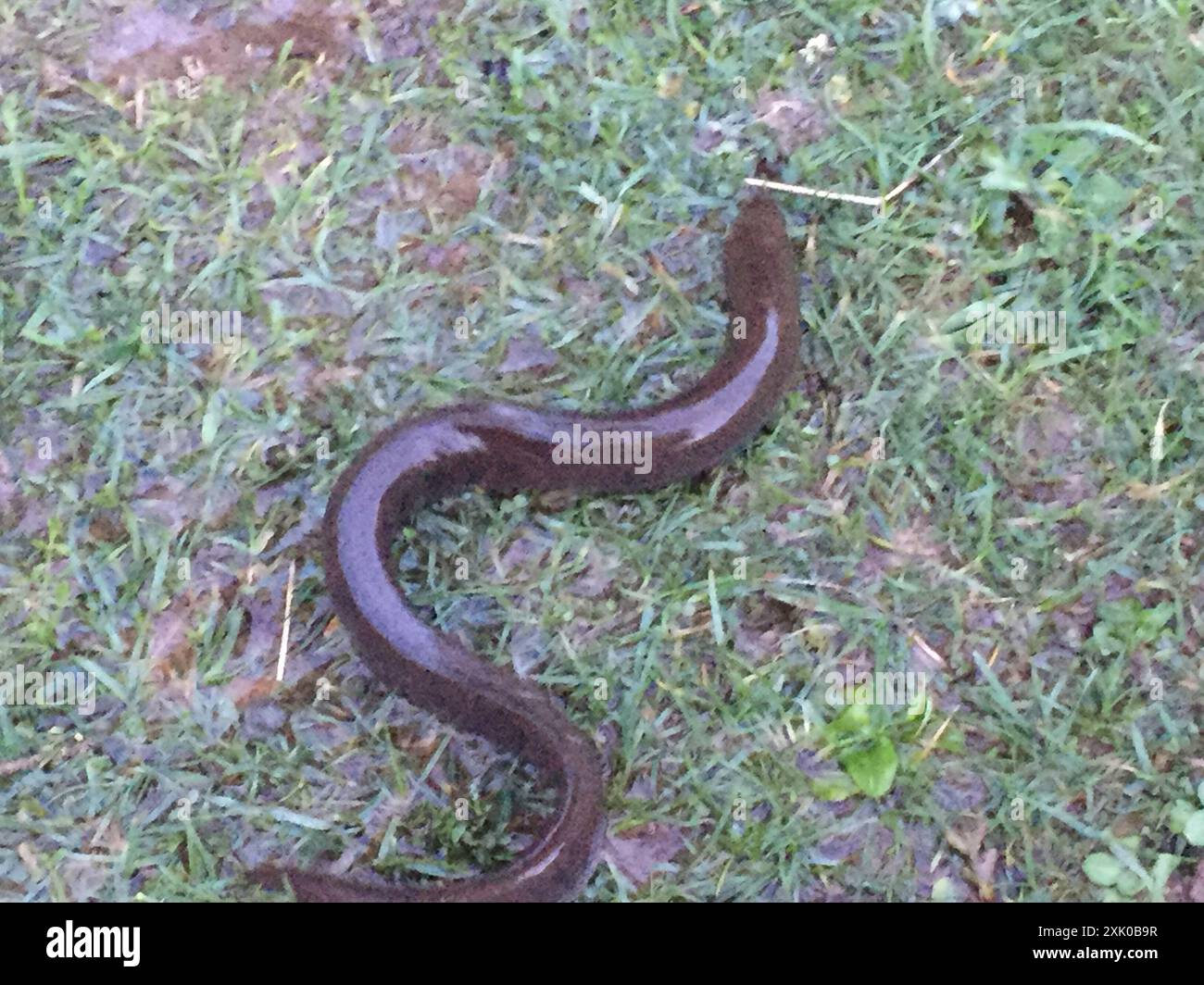 Short-finned Eel (Anguilla australis) Actinopterygii Stock Photo - Alamy