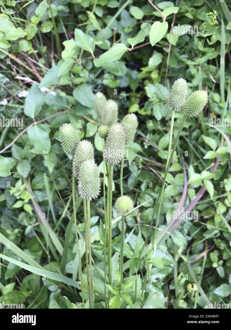 tall thimbleweed (Anemone virginiana) Plantae Stock Photo - Alamy