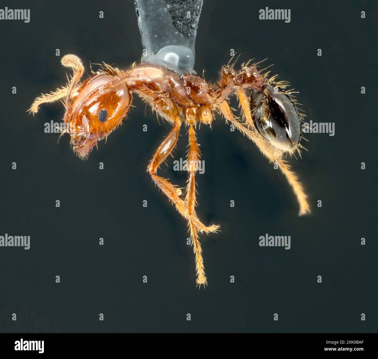 Red Imported Fire Ant (Solenopsis invicta) Insecta Stock Photo - Alamy