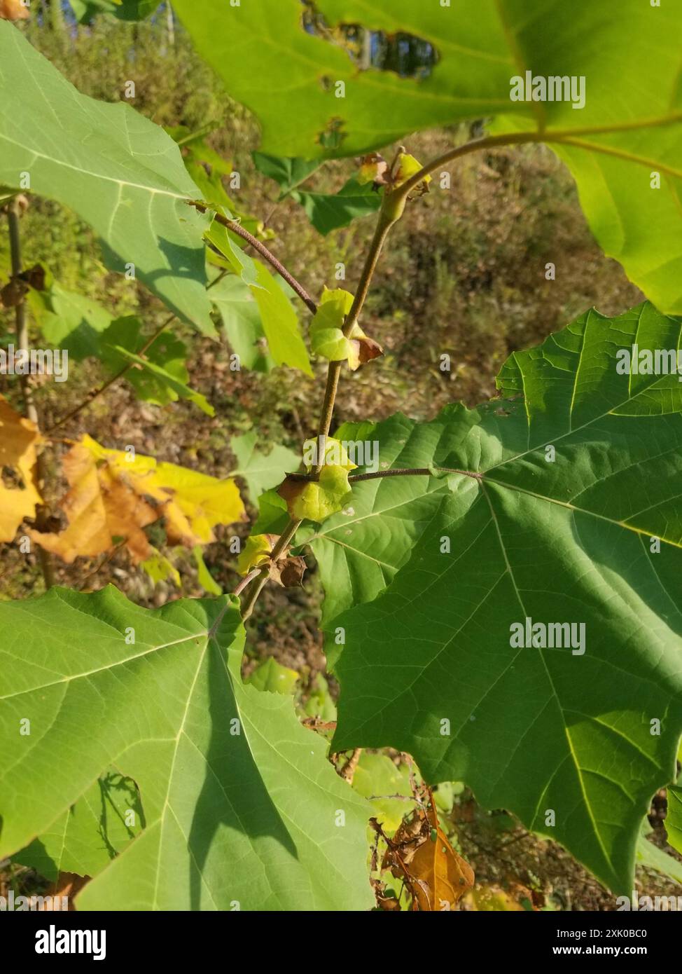 American sycamore (Platanus occidentalis) Plantae Stock Photo - Alamy