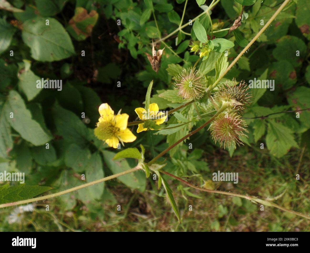 Yellow Avens (Geum aleppicum) Plantae Stock Photo - Alamy