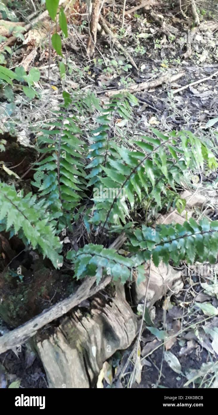 Mare's Tail Fern (Asplenium polyodon) Plantae Stock Photo - Alamy