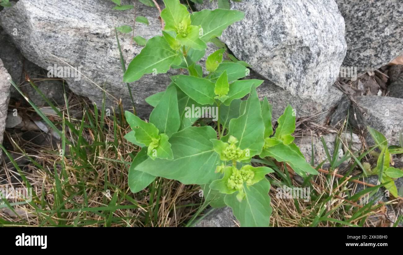 Wild Four o'Clock (Mirabilis nyctaginea) Plantae Stock Photo - Alamy