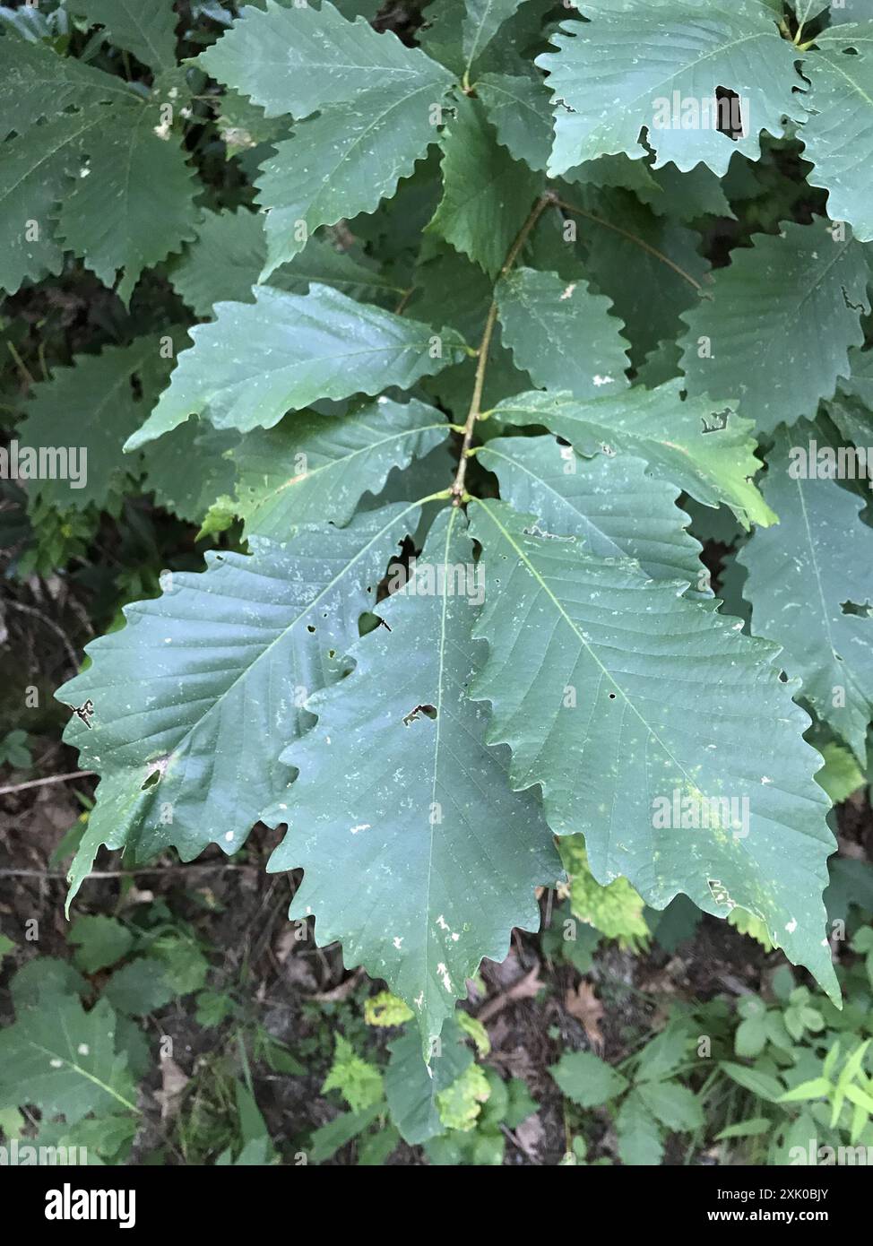 chestnut oak (Quercus montana) Plantae Stock Photo - Alamy