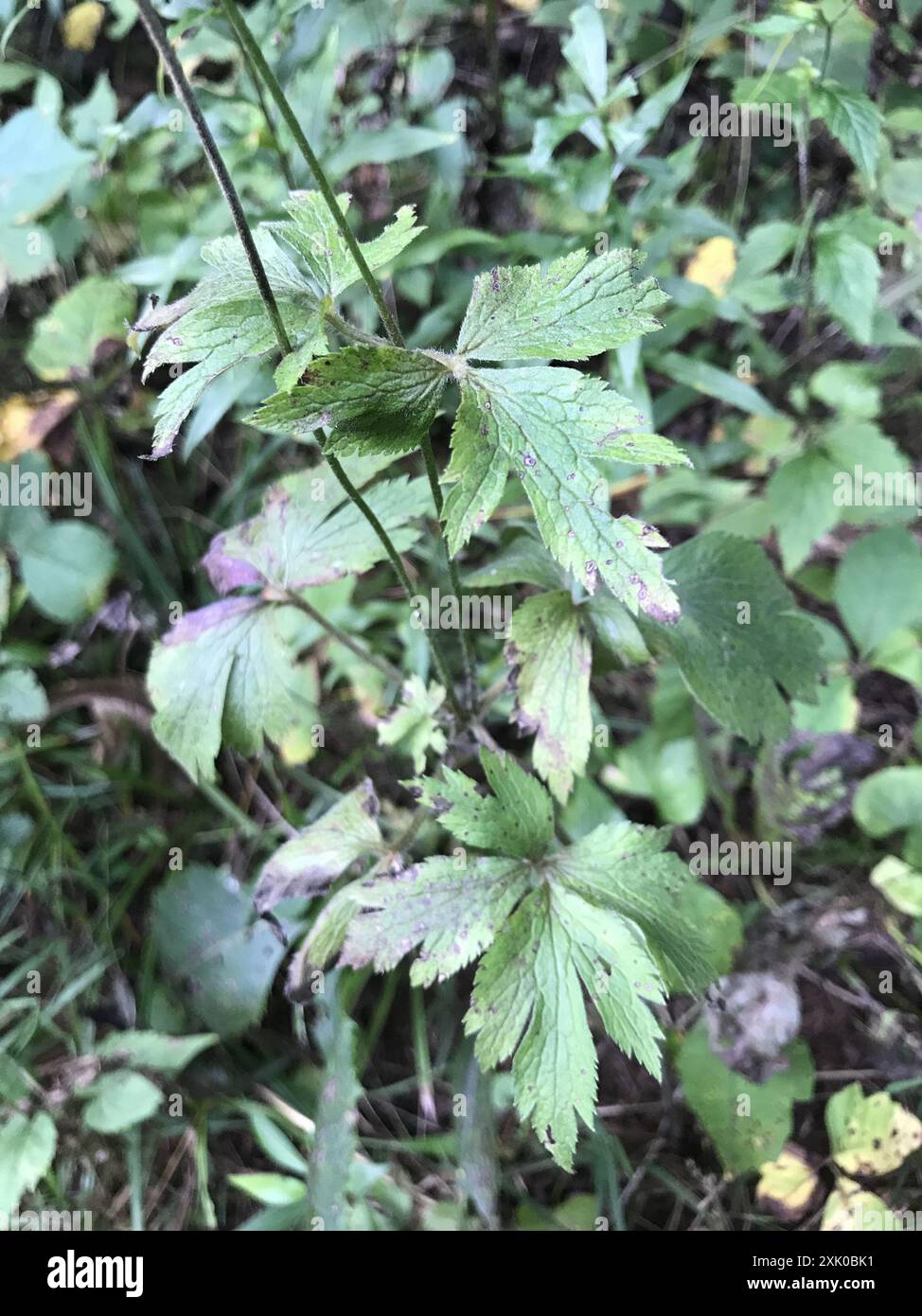 tall thimbleweed (Anemone virginiana) Plantae Stock Photo - Alamy