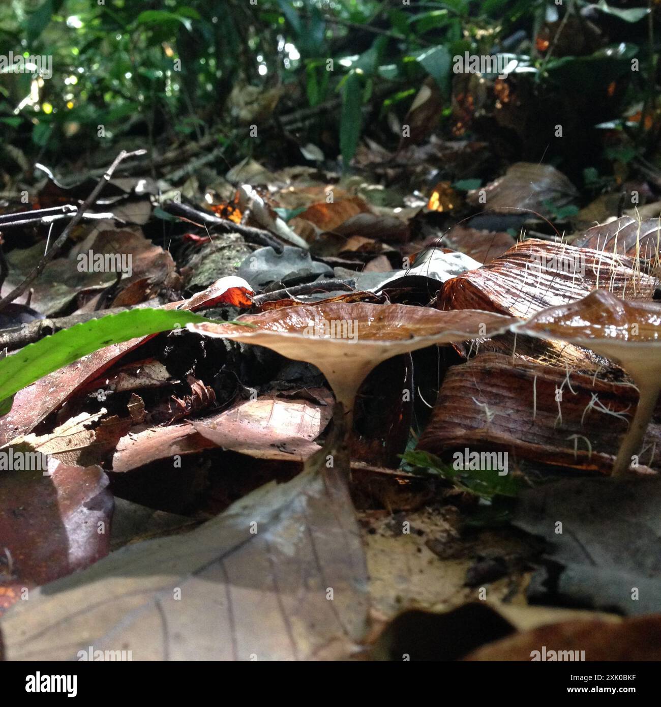 yellow stemmed micropore (Microporus xanthopus) Fungi Stock Photo - Alamy
