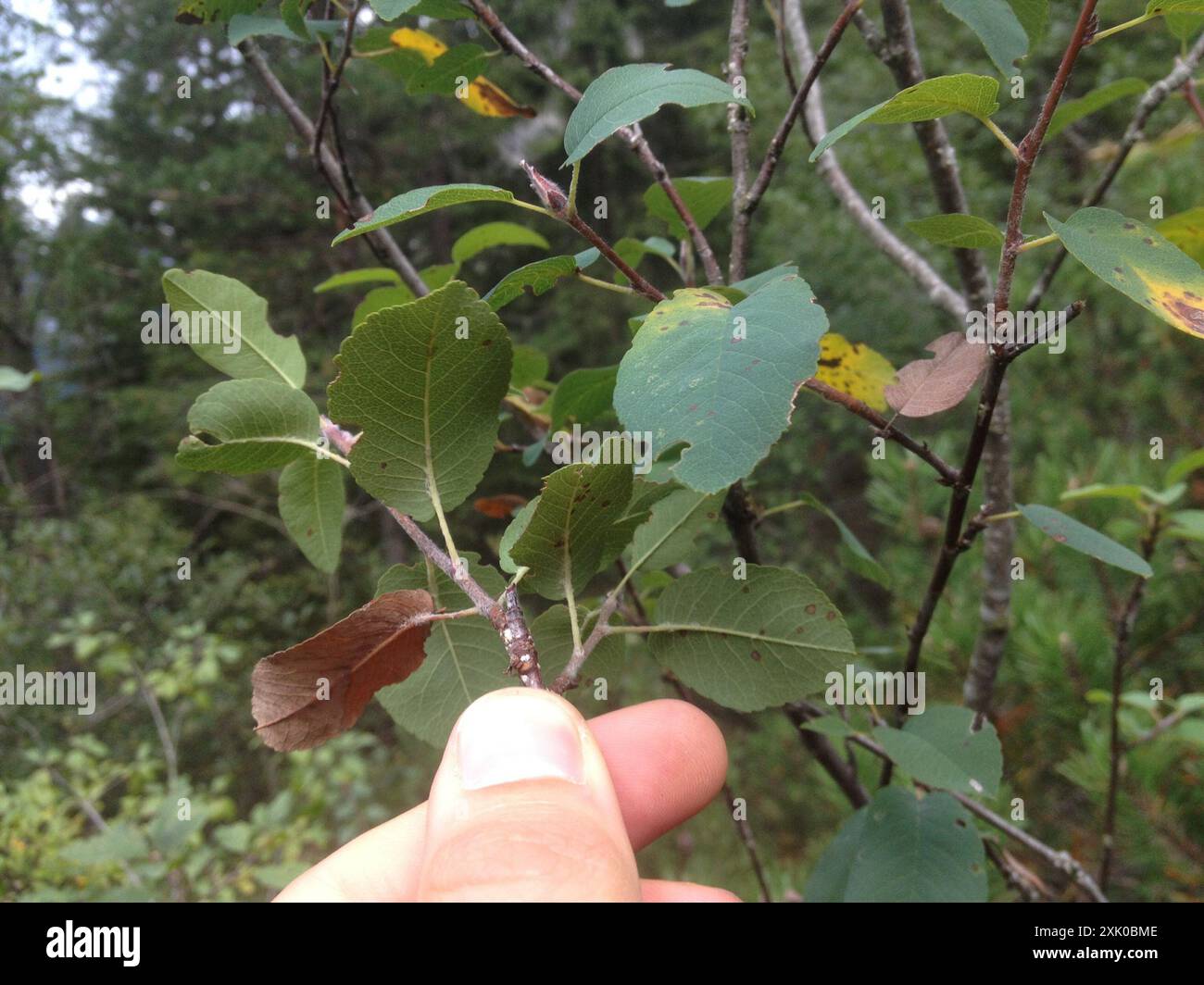 Dwarf Serviceberry (Amelanchier × spicata) Plantae Stock Photo - Alamy