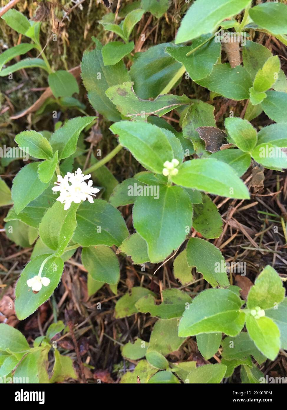 modesty (Whipplea modesta) Plantae Stock Photo - Alamy