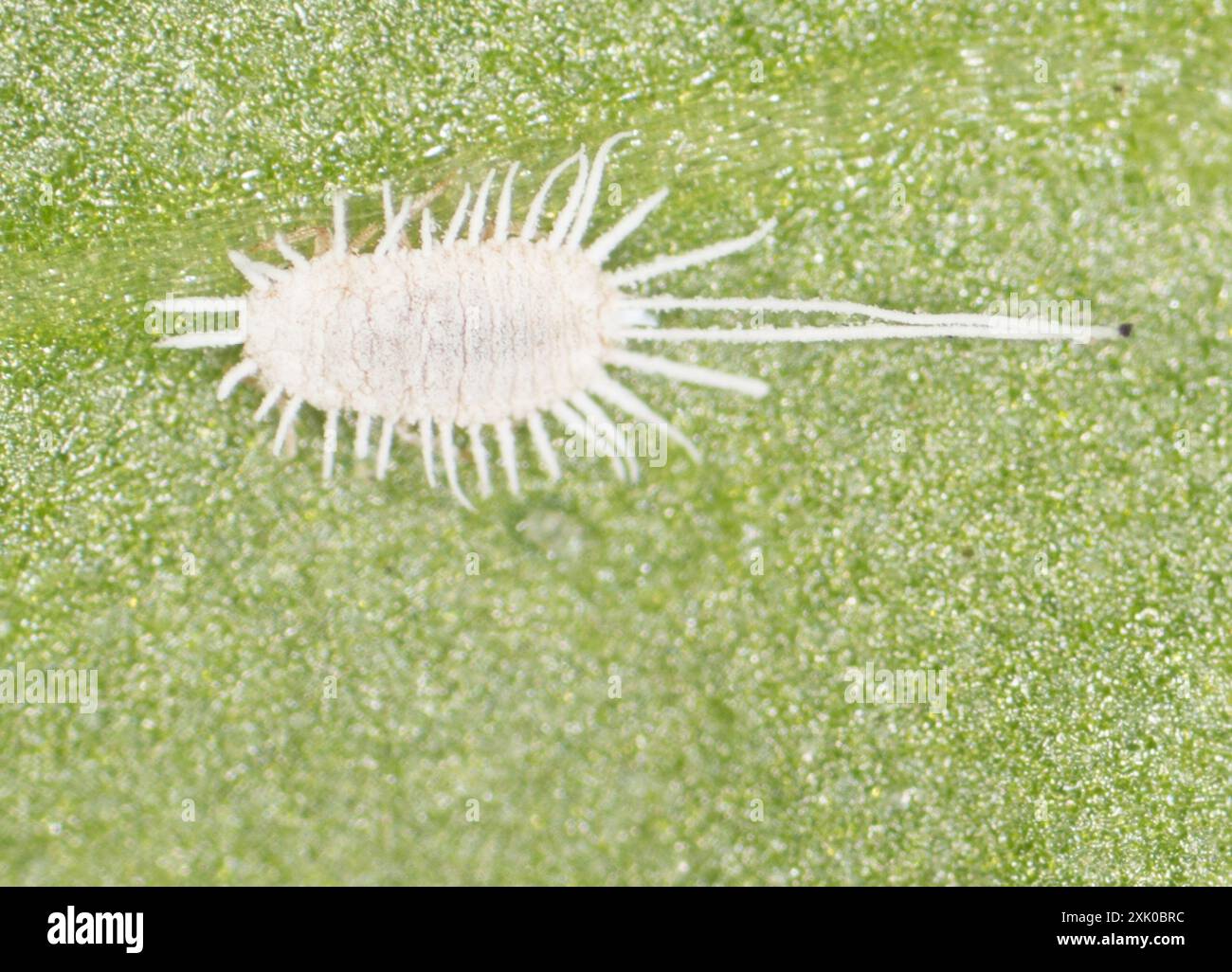 long-tailed mealybug (Pseudococcus longispinus) Insecta Stock Photo - Alamy