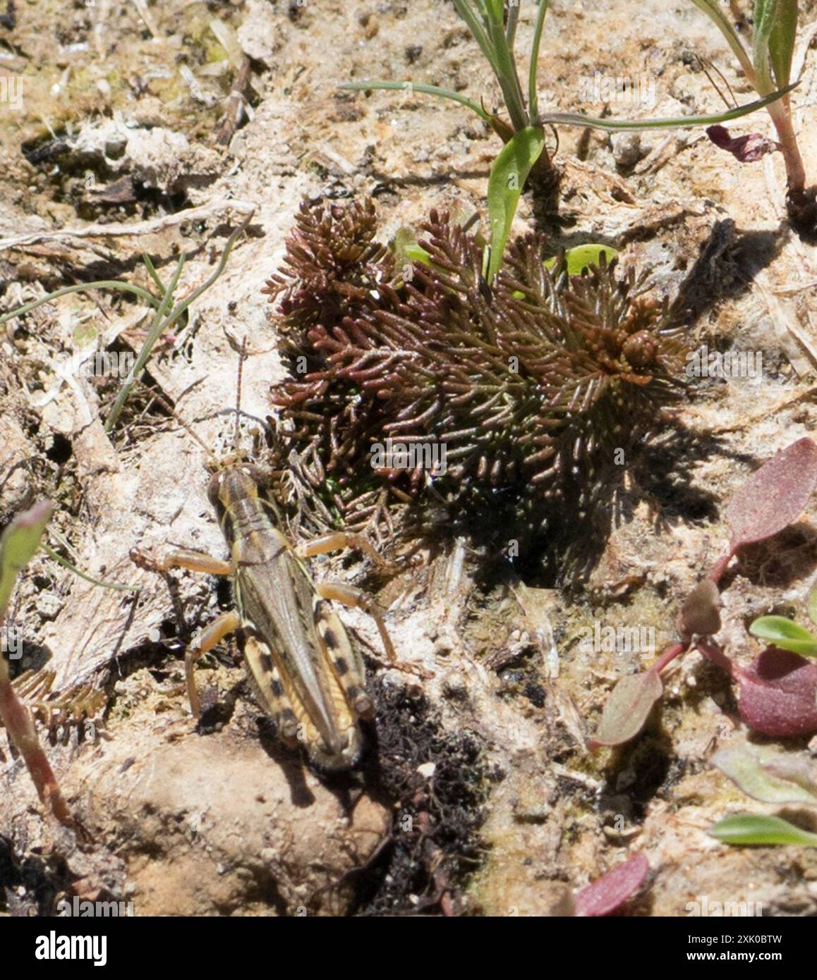 Devastating Grasshopper (Melanoplus devastator) Insecta Stock Photo - Alamy