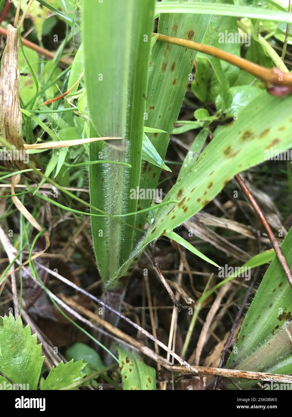 beaked panicum (Coleataenia anceps) Plantae Stock Photo - Alamy
