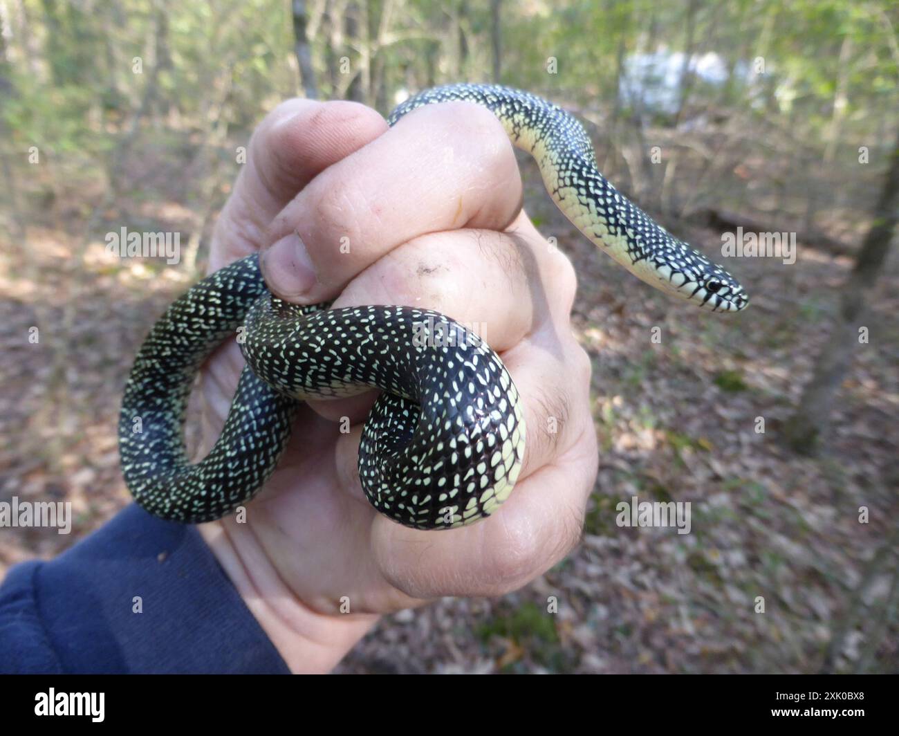 Speckled Kingsnake (Lampropeltis holbrooki) Reptilia Stock Photo - Alamy