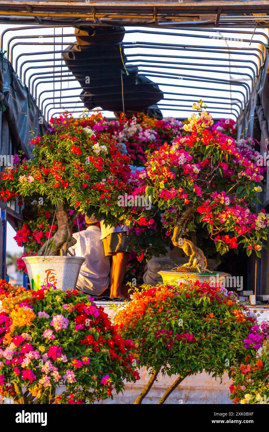 Ben Tre province, Vietnam - 25 jan 2024: people selling bougainvillea ...