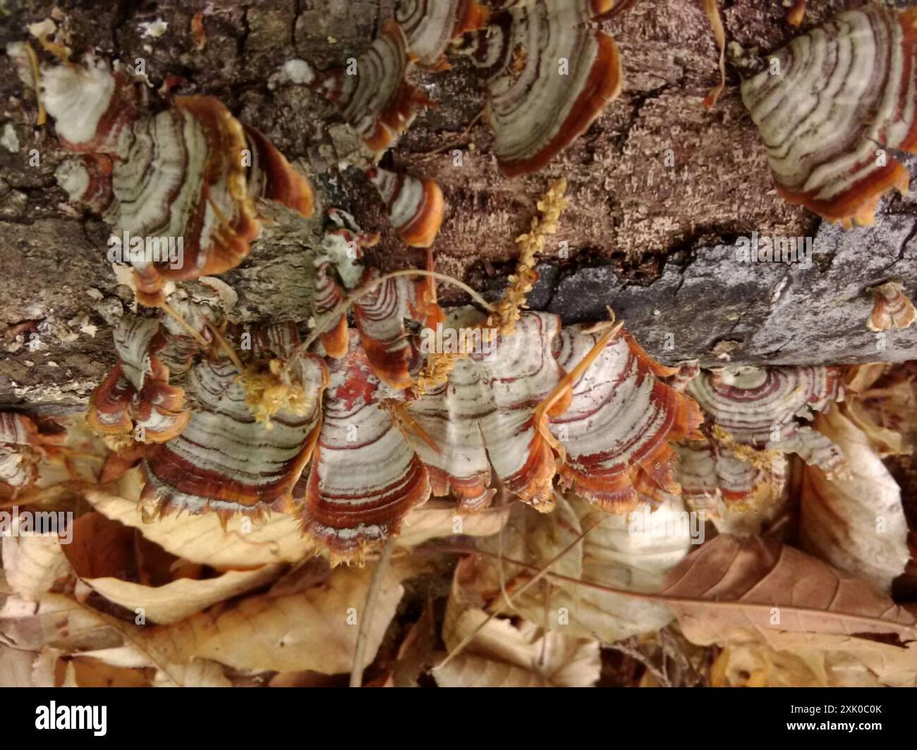 False Turkey-Tail (Stereum ostrea) Fungi Stock Photo - Alamy