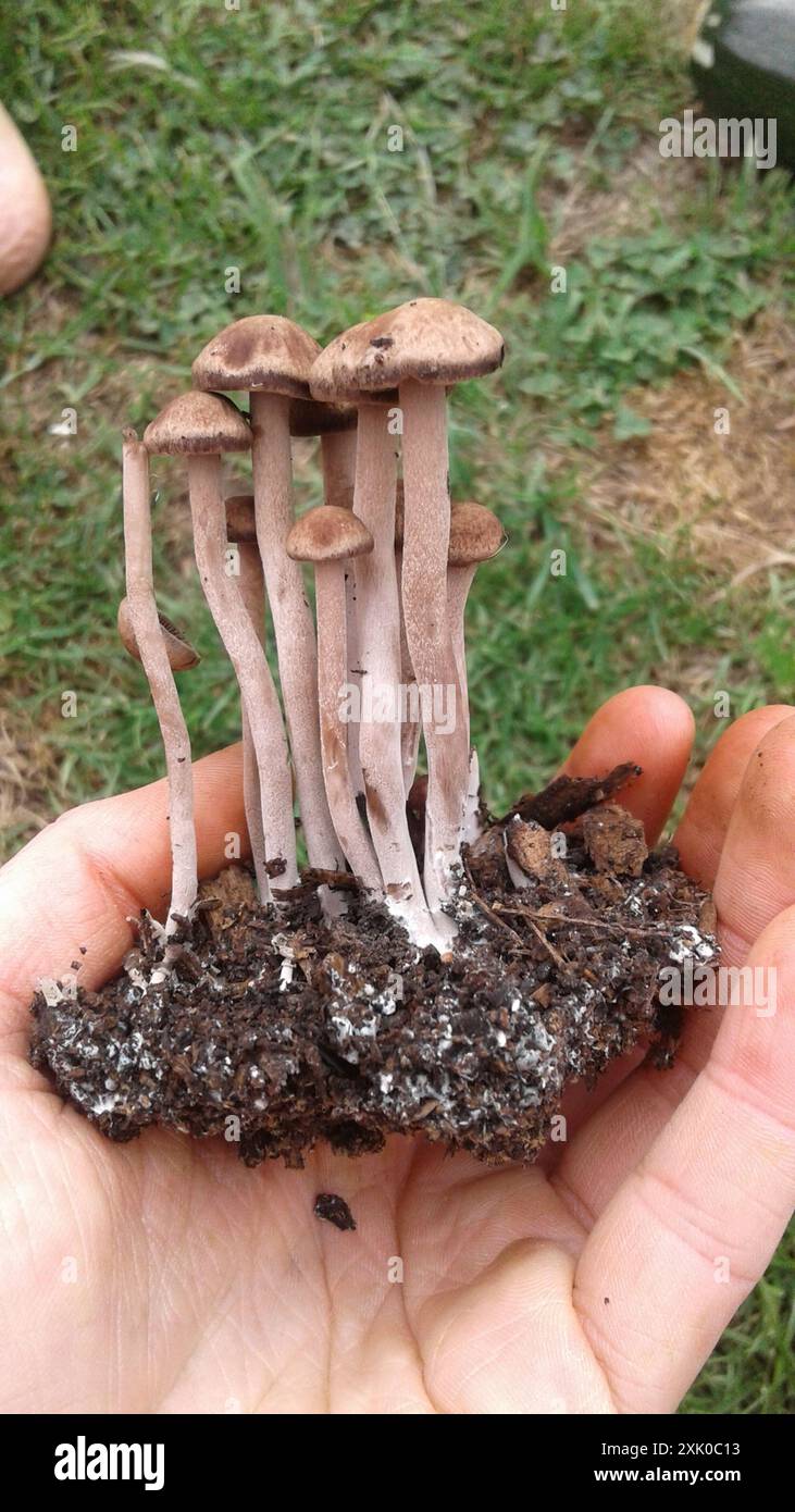 Banded Mottlegill (Panaeolus cinctulus) Fungi Stock Photo - Alamy