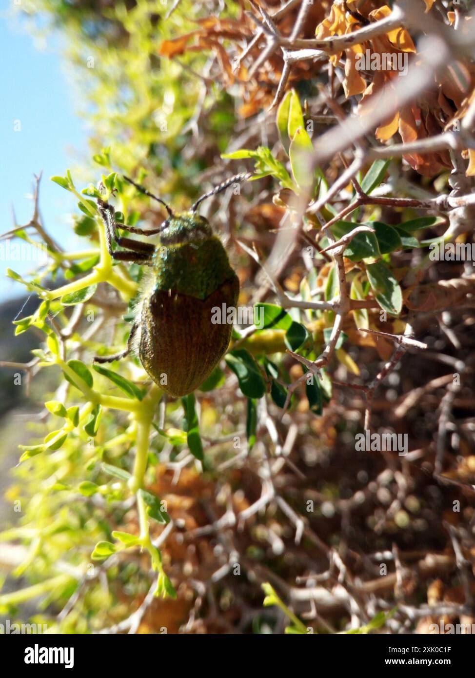 (Julodis pubescens yvenii) Insecta Stock Photo - Alamy