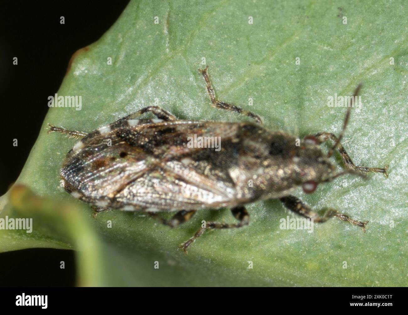 Nettle ground bug hi-res stock photography and images - Alamy