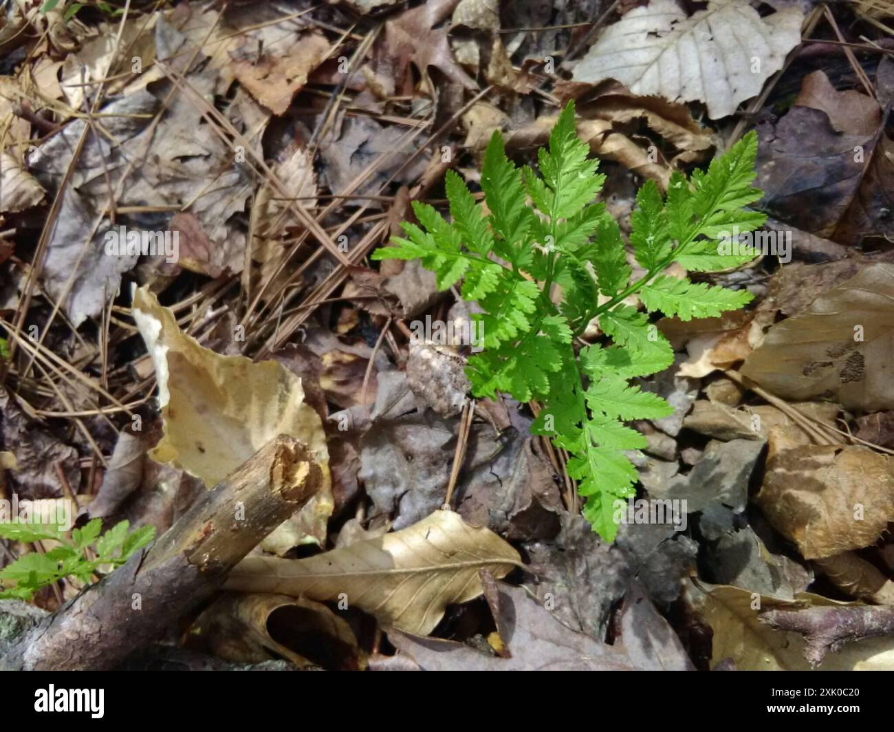 vascular plants (Tracheophyta) Plantae Stock Photo - Alamy