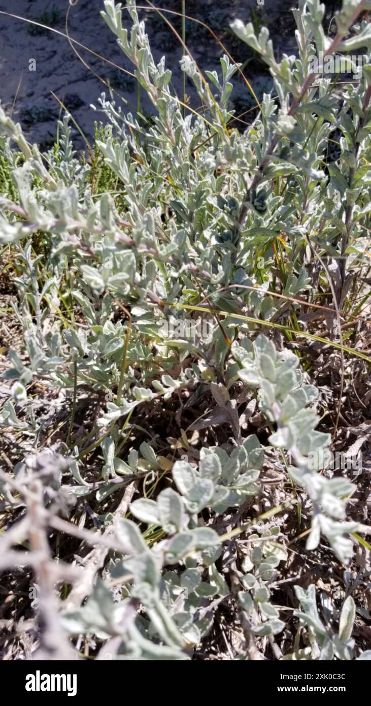 beach saltbush (Atriplex leucophylla) Plantae Stock Photo - Alamy