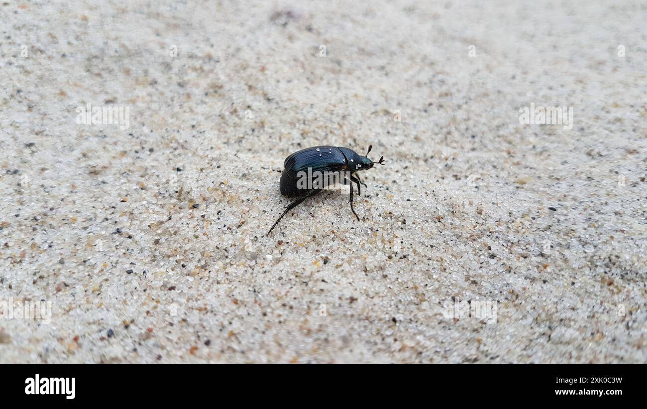 Dune chafer anomala dubia hi-res stock photography and images - Alamy