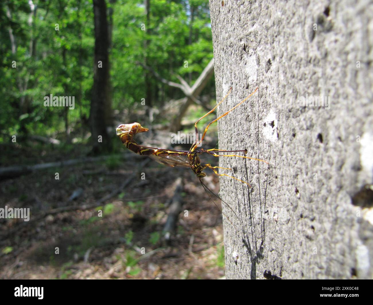 Long-tailed Giant Ichneumonid Wasp (Megarhyssa macrurus) Insecta Stock ...