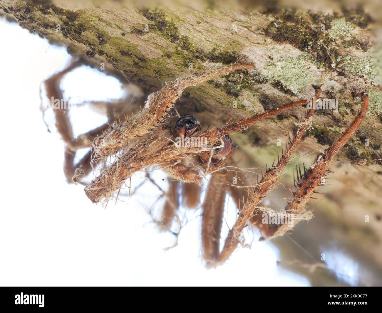 Luzulae hi-res stock photography and images - Alamy