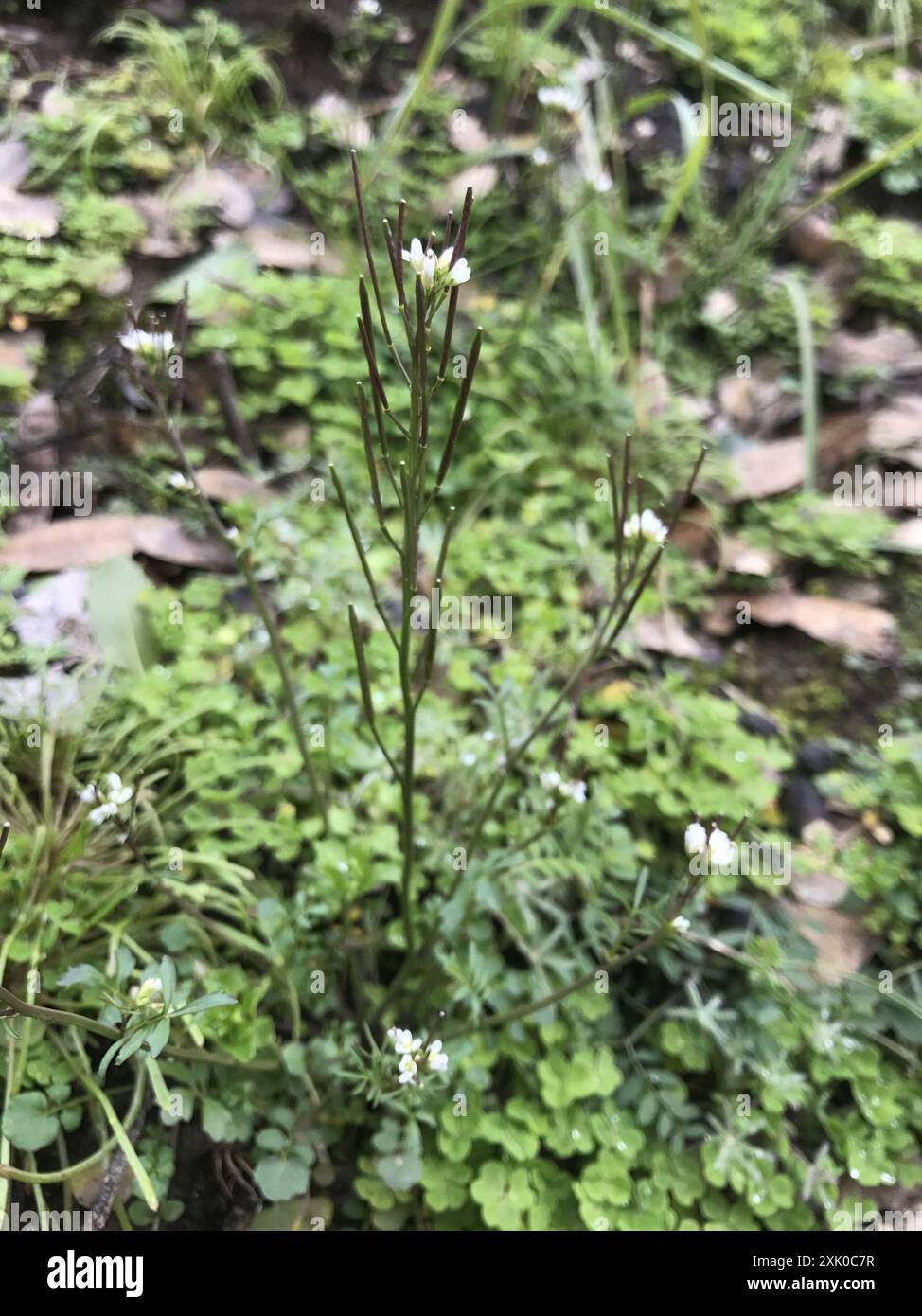 Bittercresses and Toothworts (Cardamine) Plantae Stock Photo - Alamy