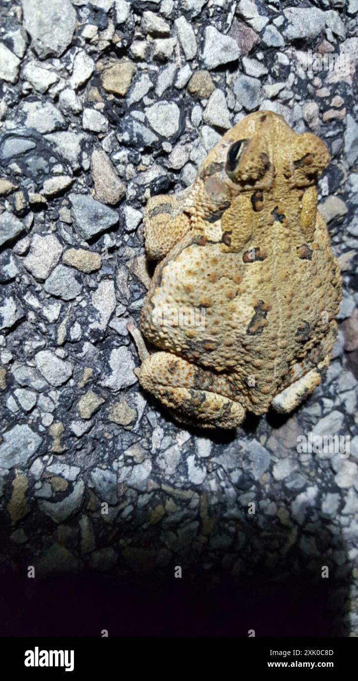 Fowler's Toad (Anaxyrus fowleri) Amphibia Stock Photo - Alamy