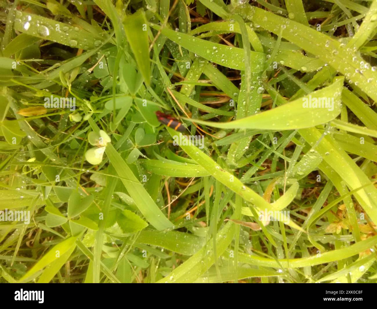 Two-lined Spittlebug (Prosapia bicincta) Insecta Stock Photo - Alamy