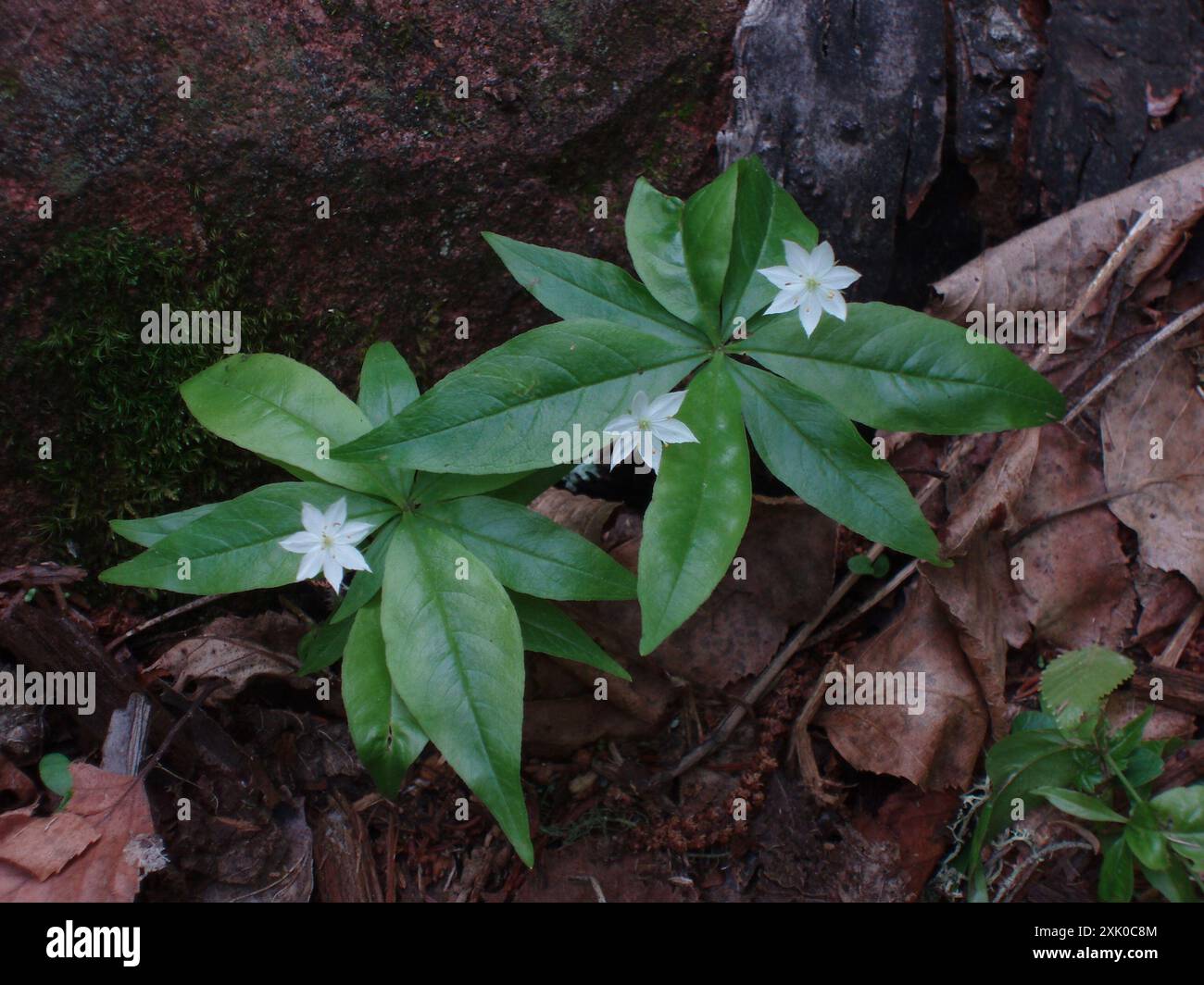 northern starflower (Lysimachia borealis) Plantae Stock Photo - Alamy