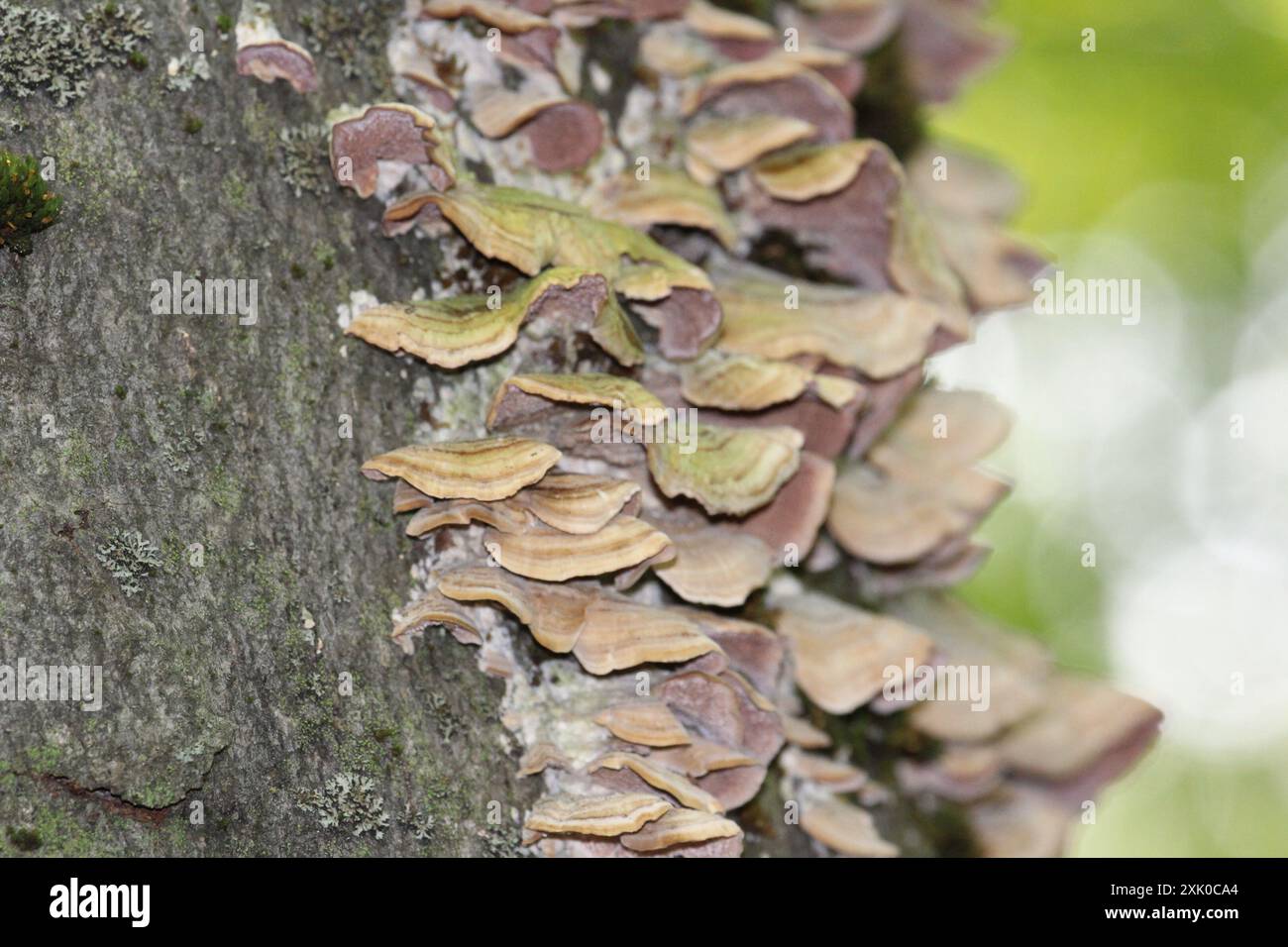 violet-toothed polypore (Trichaptum biforme) Fungi Stock Photo - Alamy