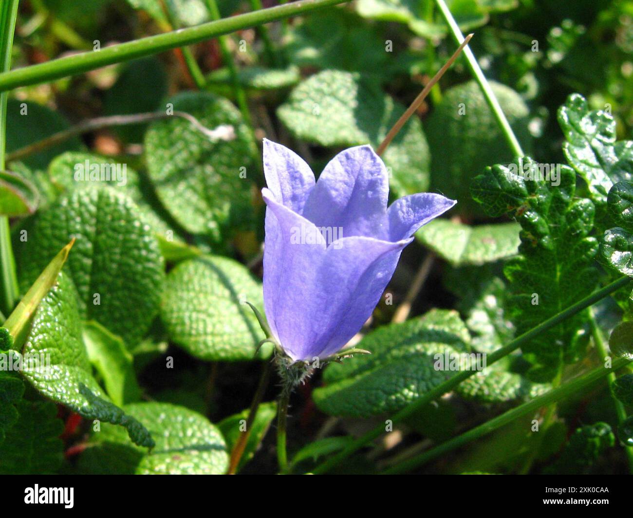 Mountain Harebell (Campanula lasiocarpa) Plantae Stock Photo - Alamy