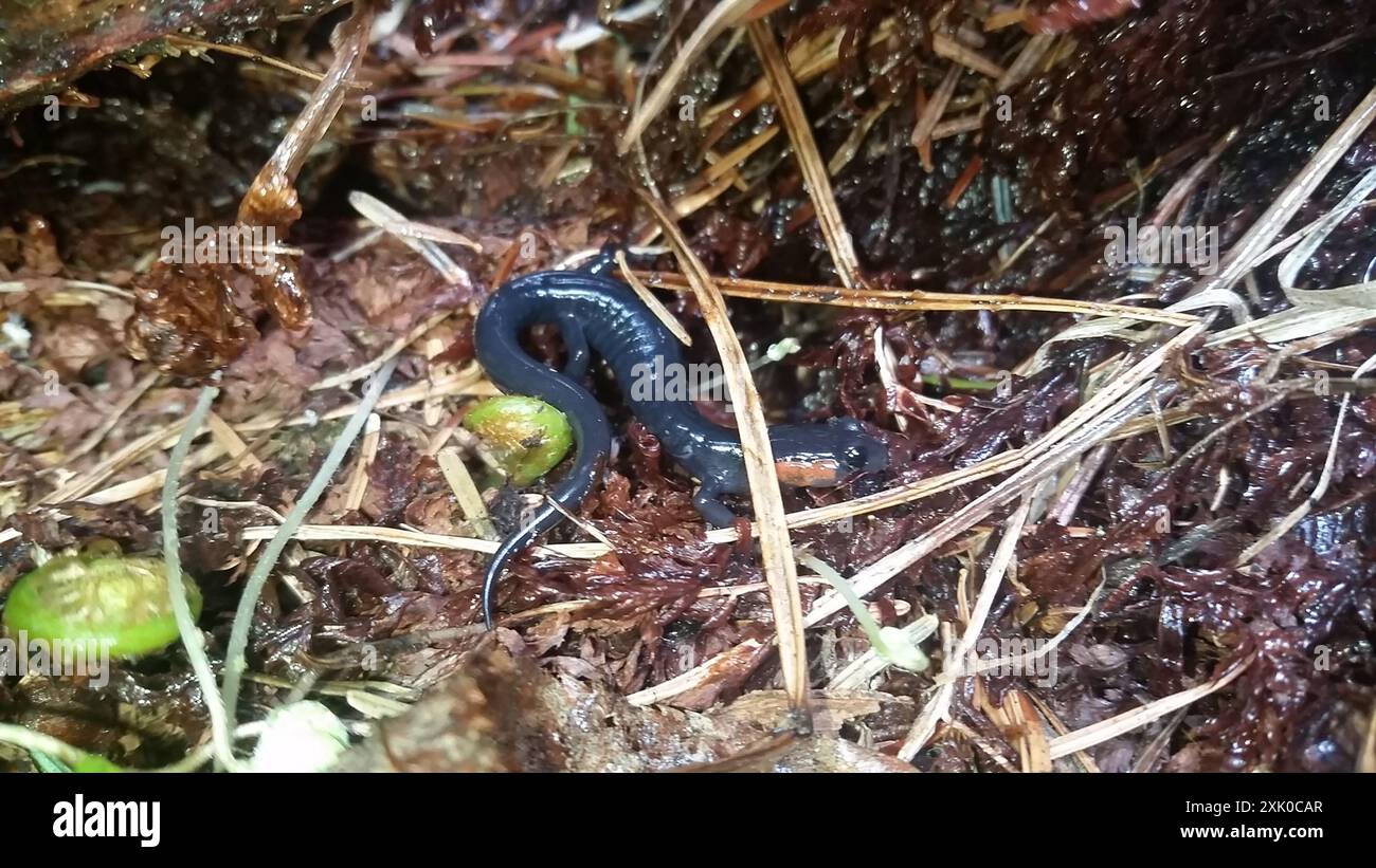 Red cheeked salamander hi-res stock photography and images - Alamy