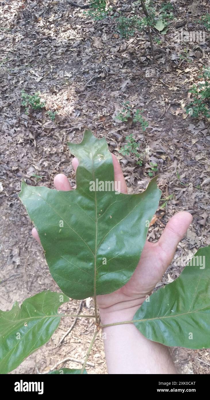 southern red oak (Quercus falcata) Plantae Stock Photo - Alamy