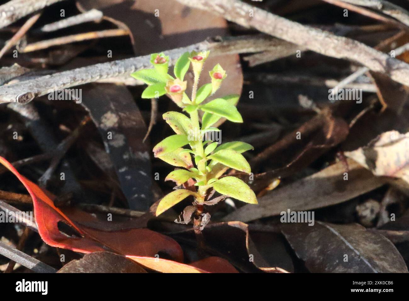 pomax (Pomax umbellata) Plantae Stock Photo - Alamy