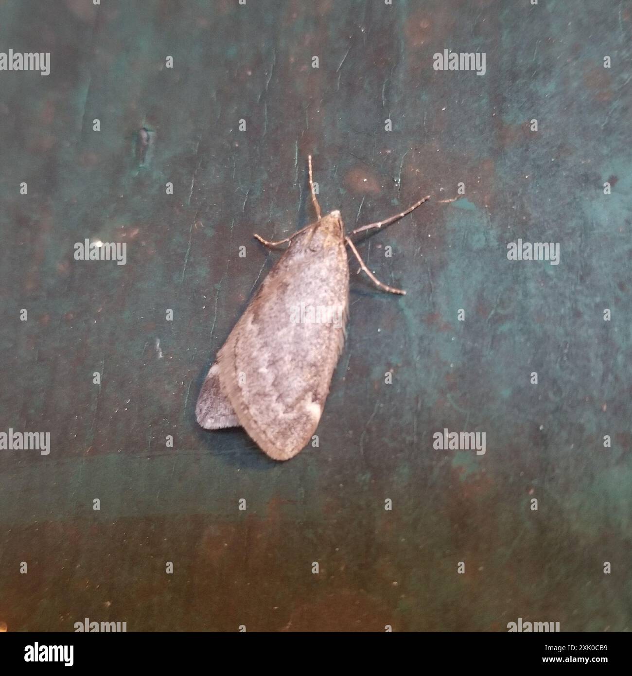 Fall Cankerworm Moth (Alsophila pometaria) Insecta Stock Photo - Alamy