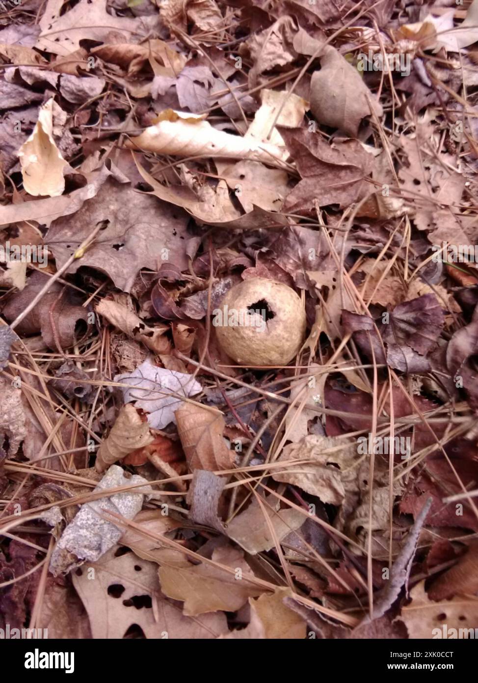 puffballs (Lycoperdaceae) Fungi Stock Photo - Alamy